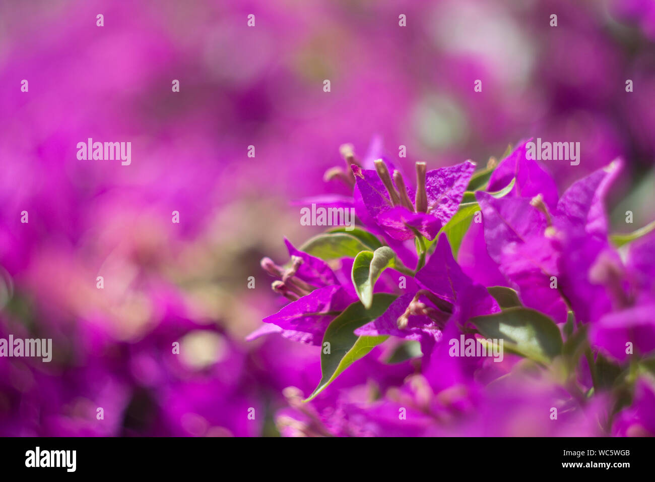 Purple bouganville hi-res stock photography and images - Alamy