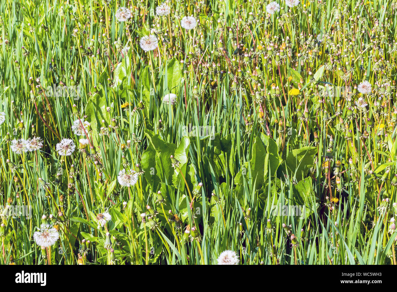 Nature background with summer grass Stock Photo - Alamy