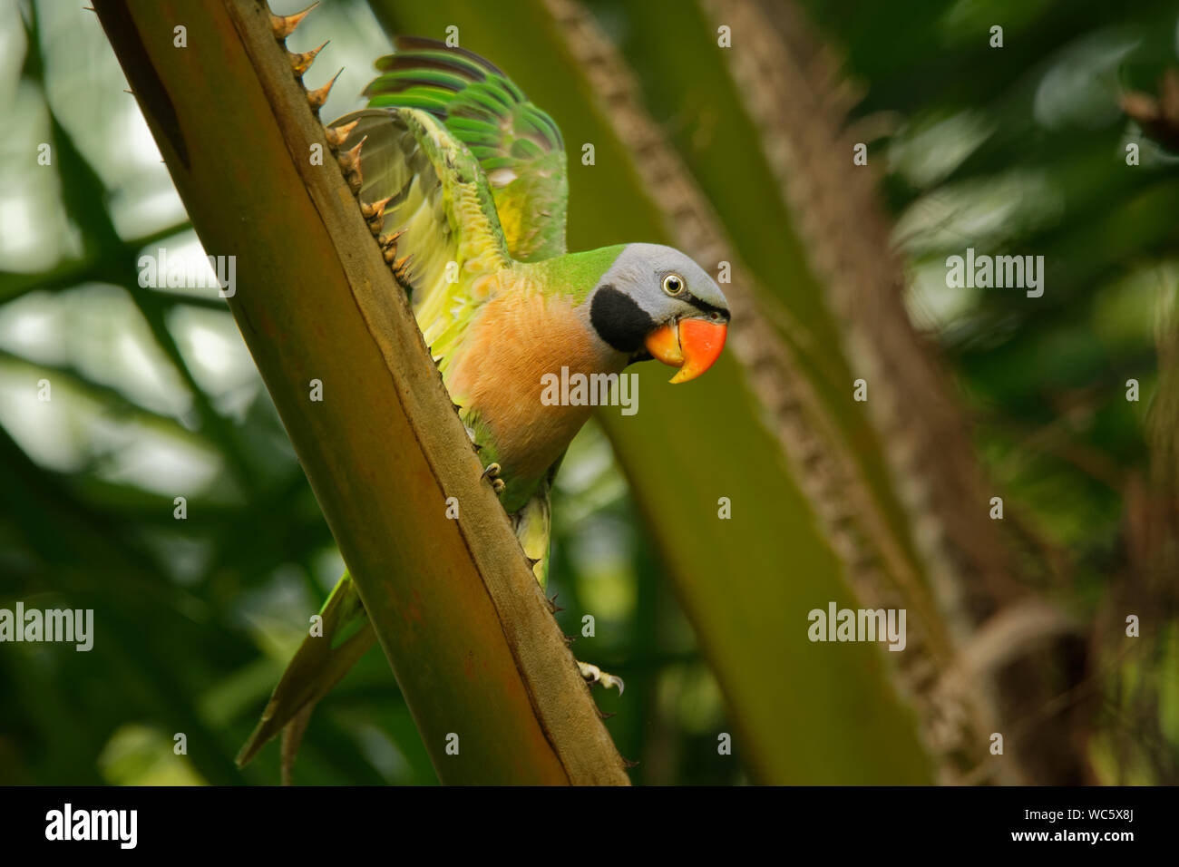 Red-breasted Parakeet - Psittacula alexandri green colourful parakeet ...