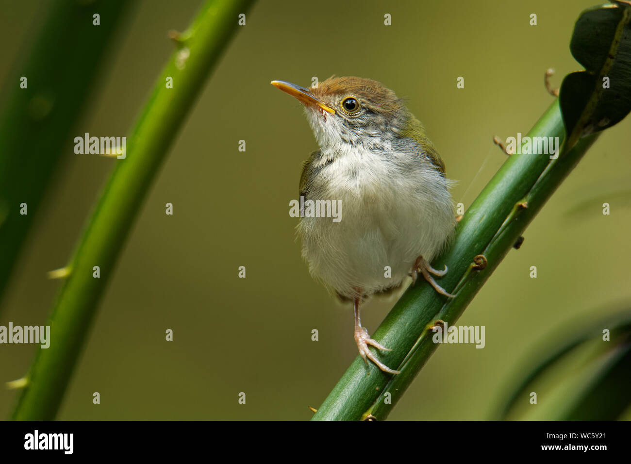 Orthotomus in vietnam hi-res stock photography and images - Alamy