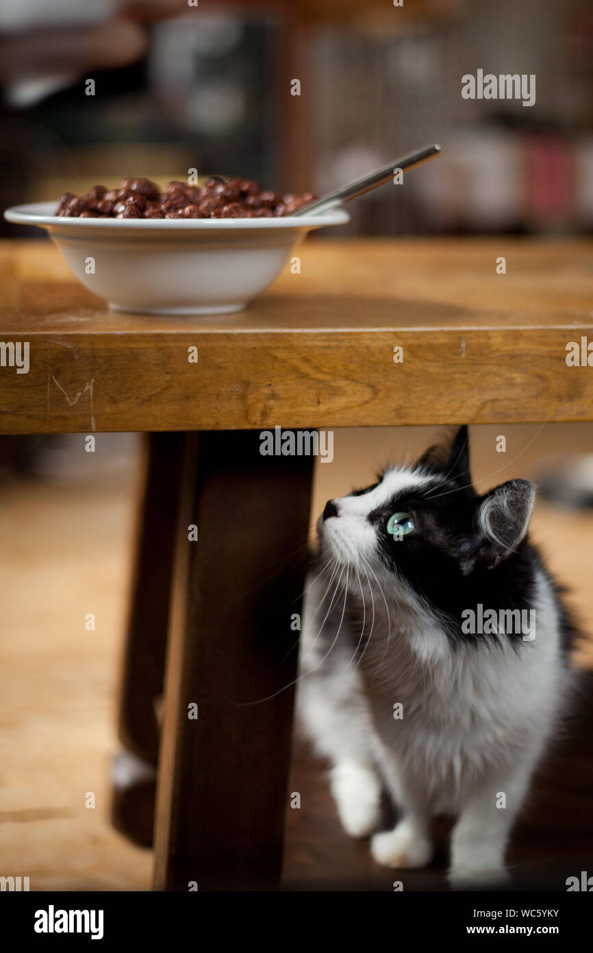 Looking Under Table High Resolution Stock Photography and Images - Alamy