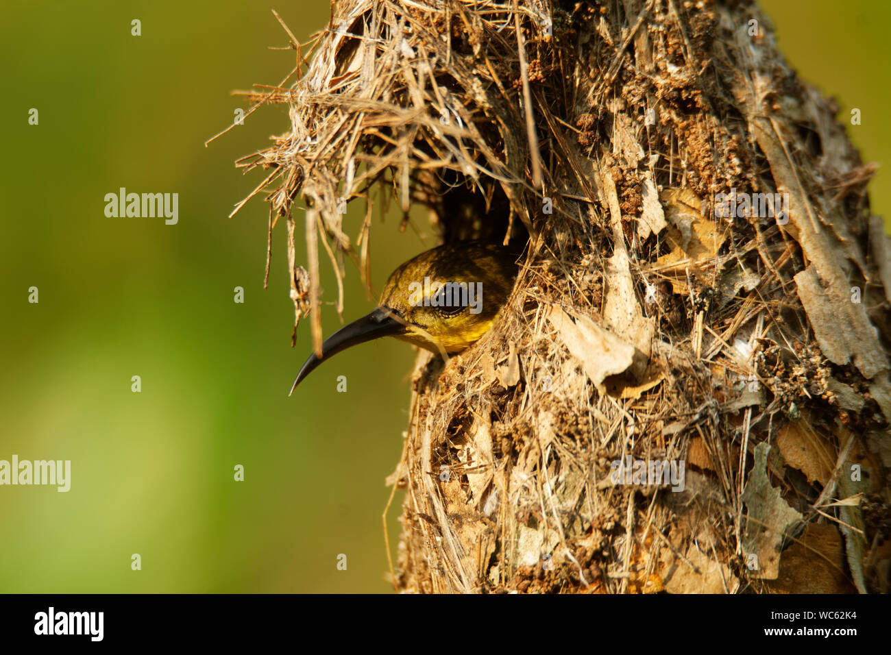Olive-backed sunbird - Cinnyris jugularis, also known as the yellow ...