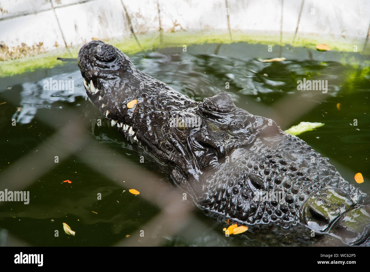 Crocodile cage hi-res stock photography and images - Alamy