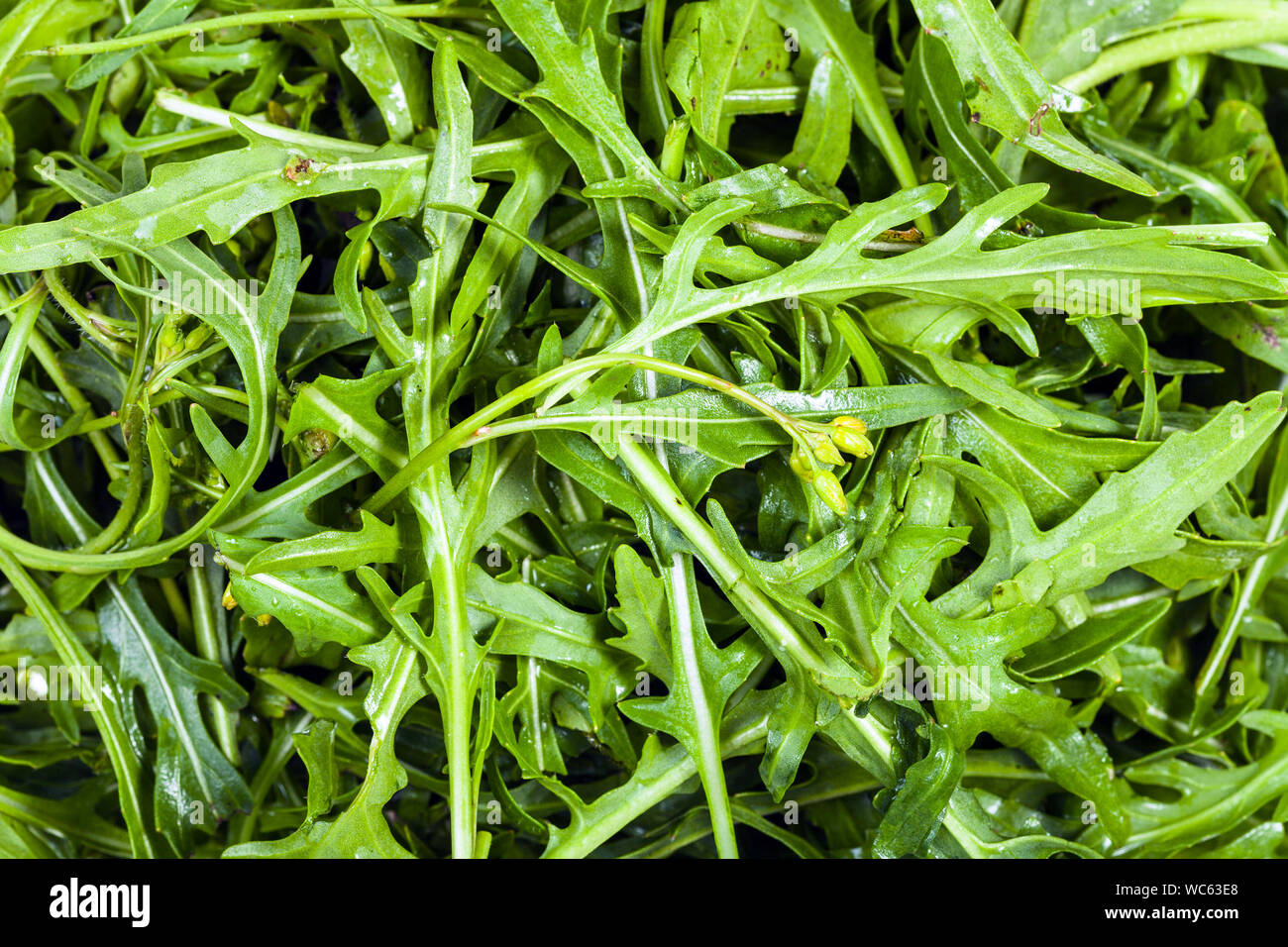 natural food background - many fresh green leaves of Arugula herb close ...