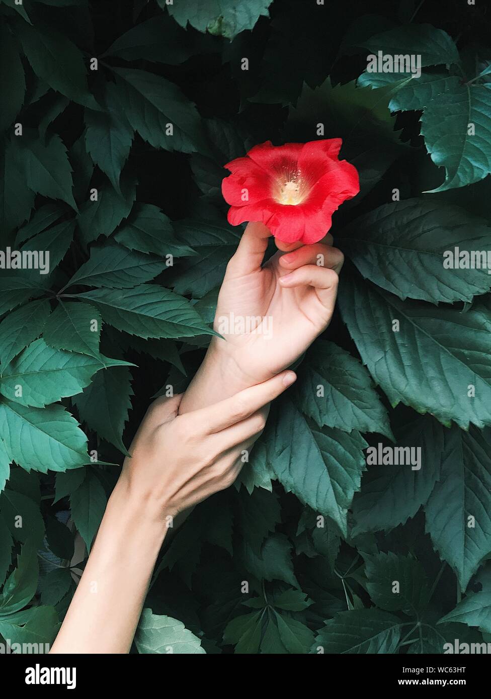 Woman hand picking flowers hi-res stock photography and images - Alamy