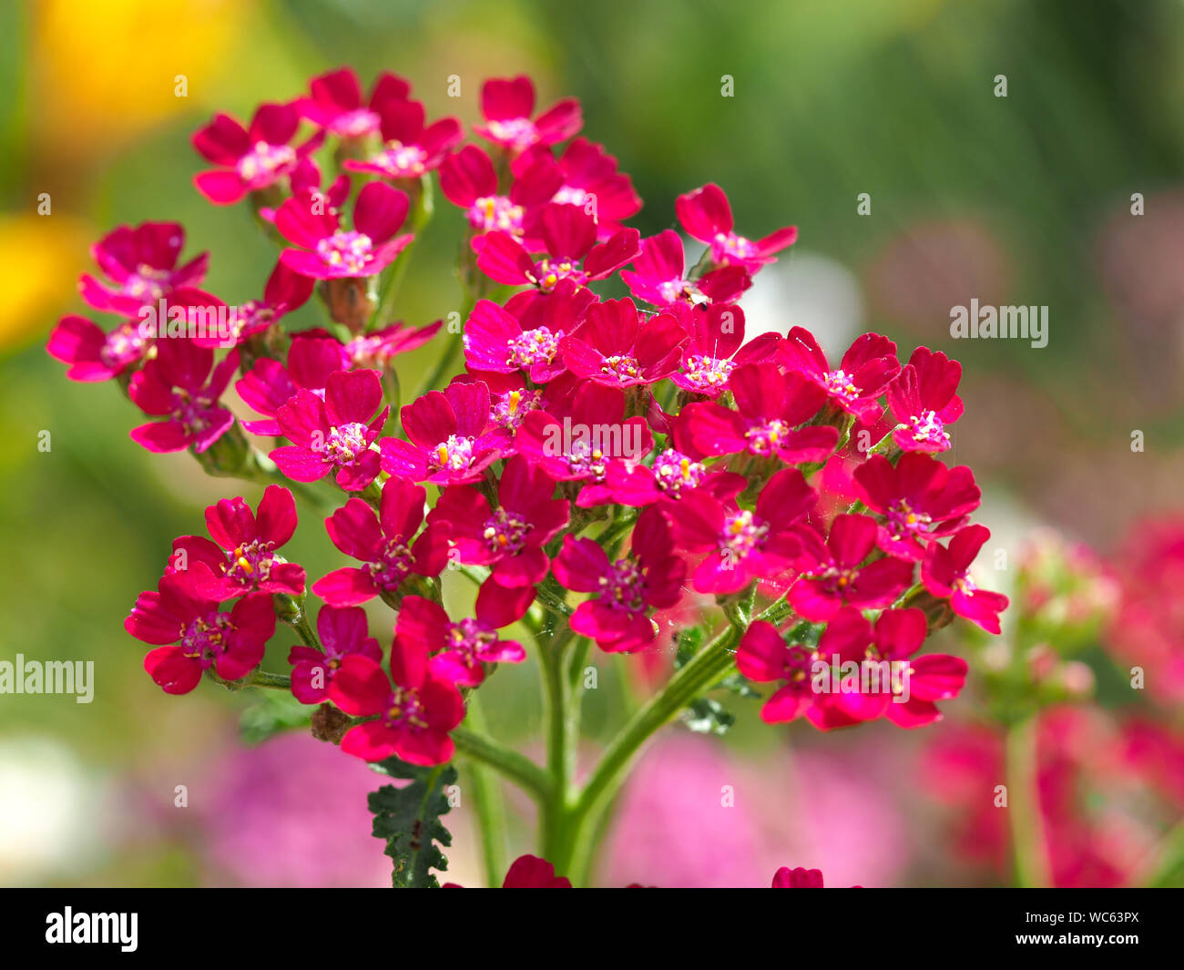 Closeup of pink Achille millefolium flowers in a summer garden Stock ...