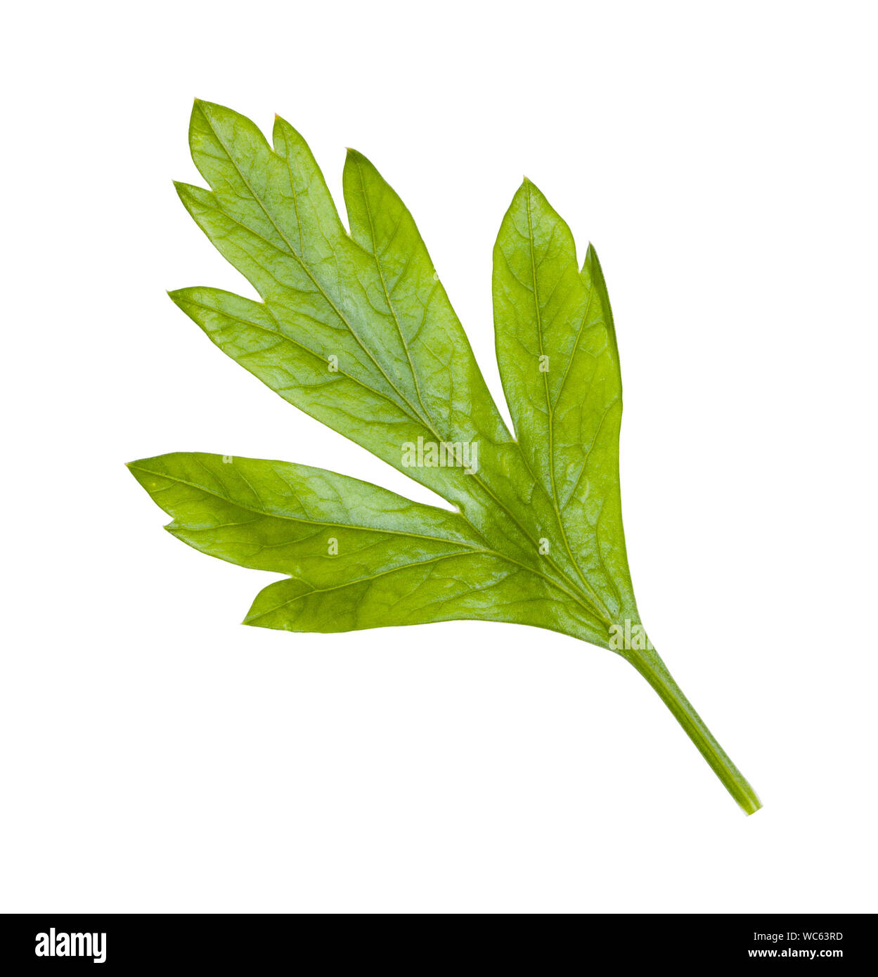back side of fresh green leaf of parsley herb isolated on white ...