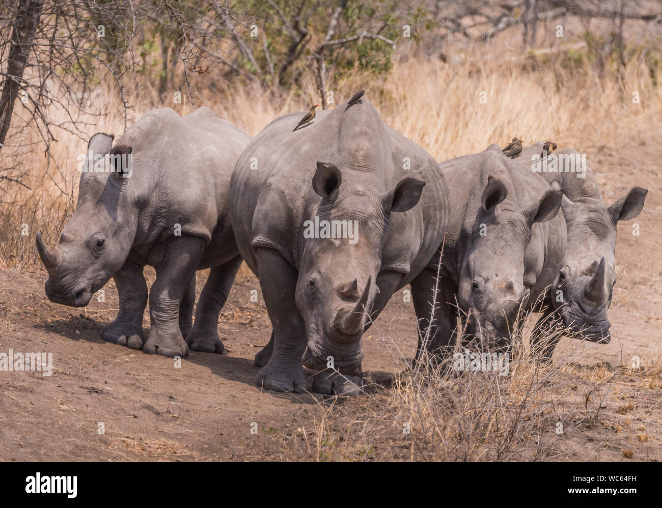 Walking abreast hi-res stock photography and images - Alamy