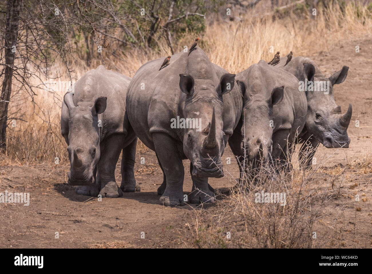 Walking abreast hi-res stock photography and images - Alamy