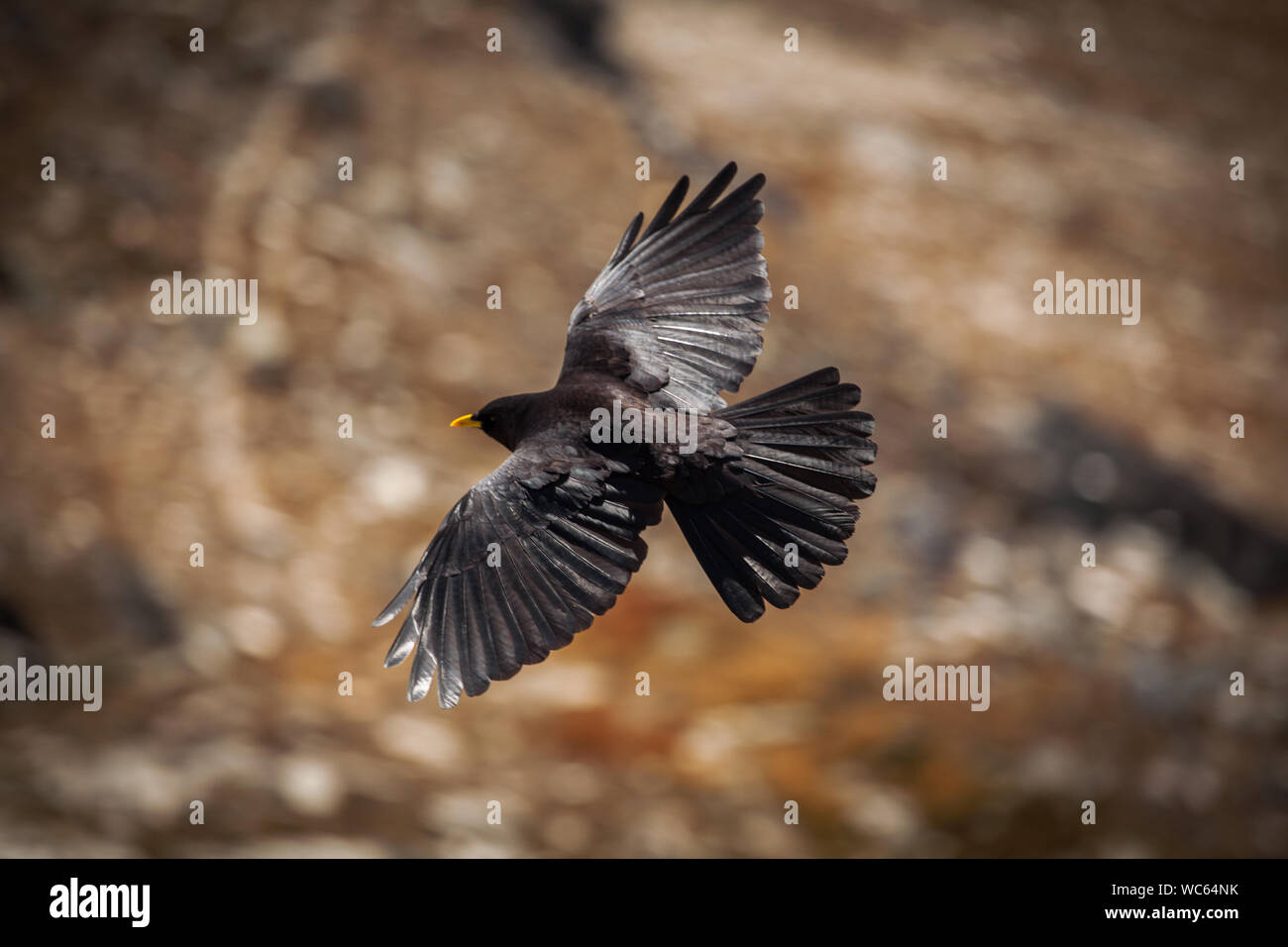 Blackbird flying hi-res stock photography and images - Alamy