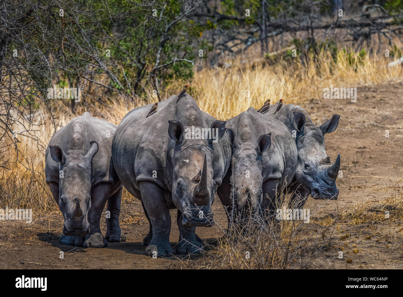 Walking abreast hi-res stock photography and images - Alamy