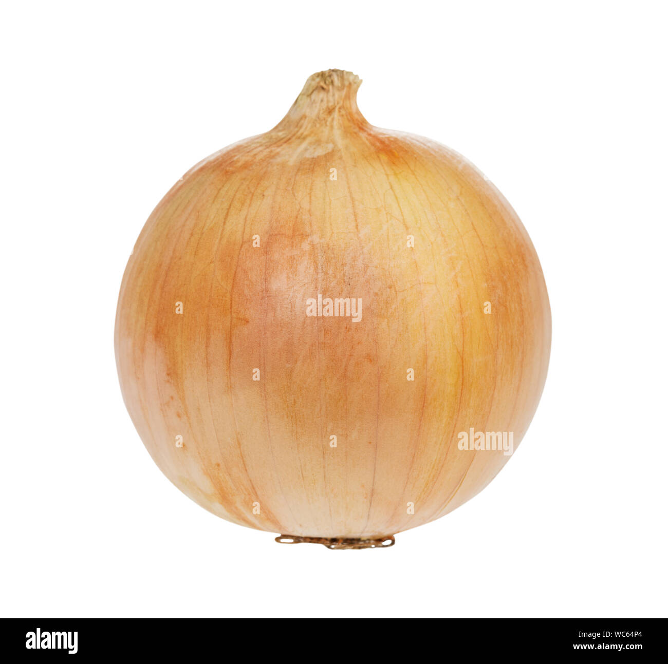 side view of bulb of common onion isolated on white background Stock ...