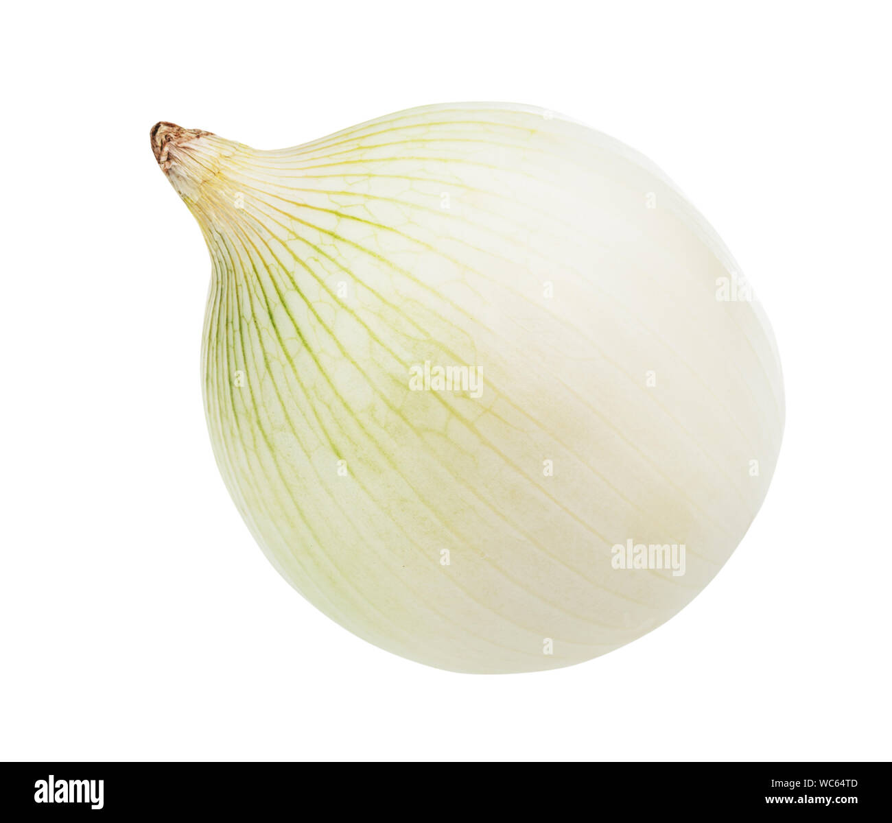 single bulb of ripe white onion isolated on white background Stock ...