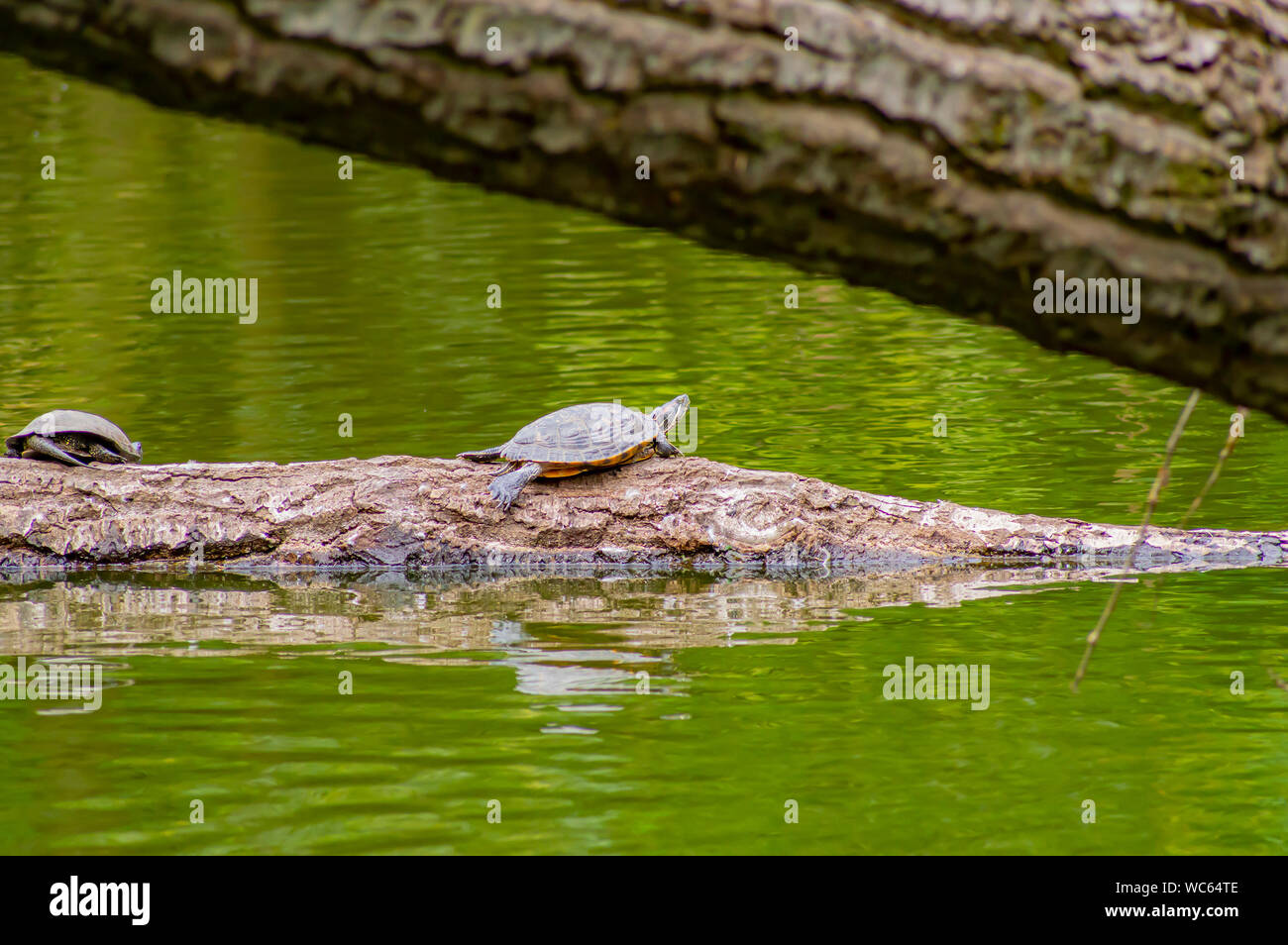 Snapping Turtle Underwater High Resolution Stock Photography and Images ...