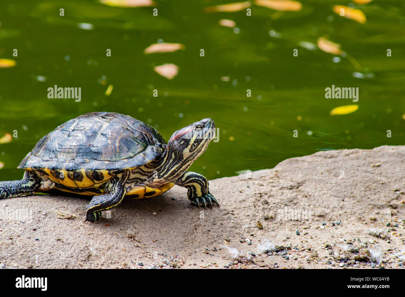 Creepy turtle hi-res stock photography and images - Alamy