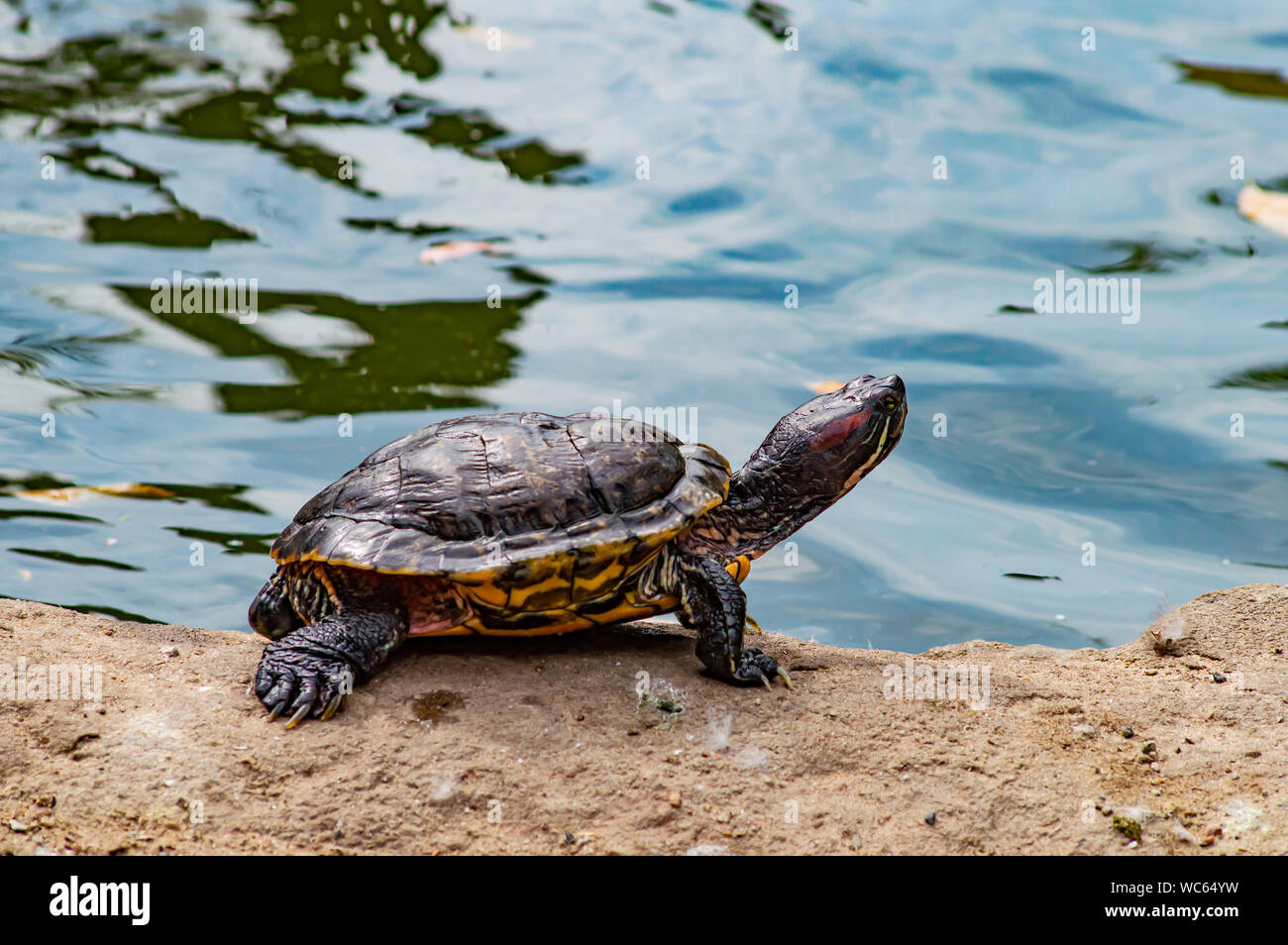 Creepy turtle hi-res stock photography and images - Alamy