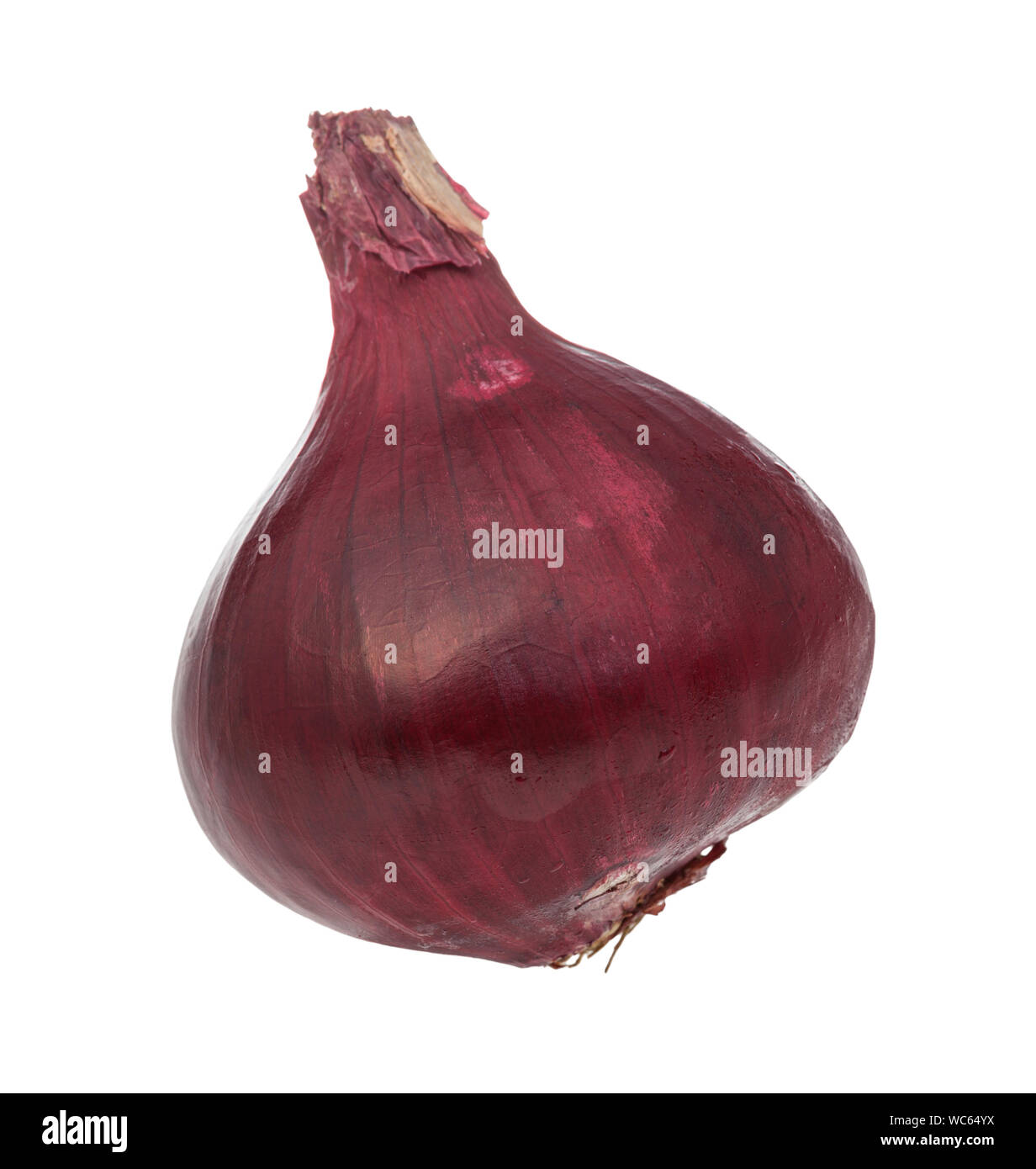 side view of bulb of ripe red onion isolated on white background Stock ...