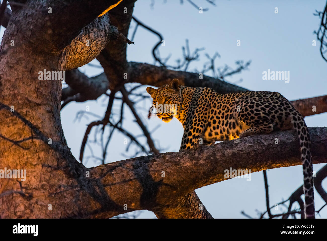 Leopard in a tree at night spotlit Stock Photo - Alamy
