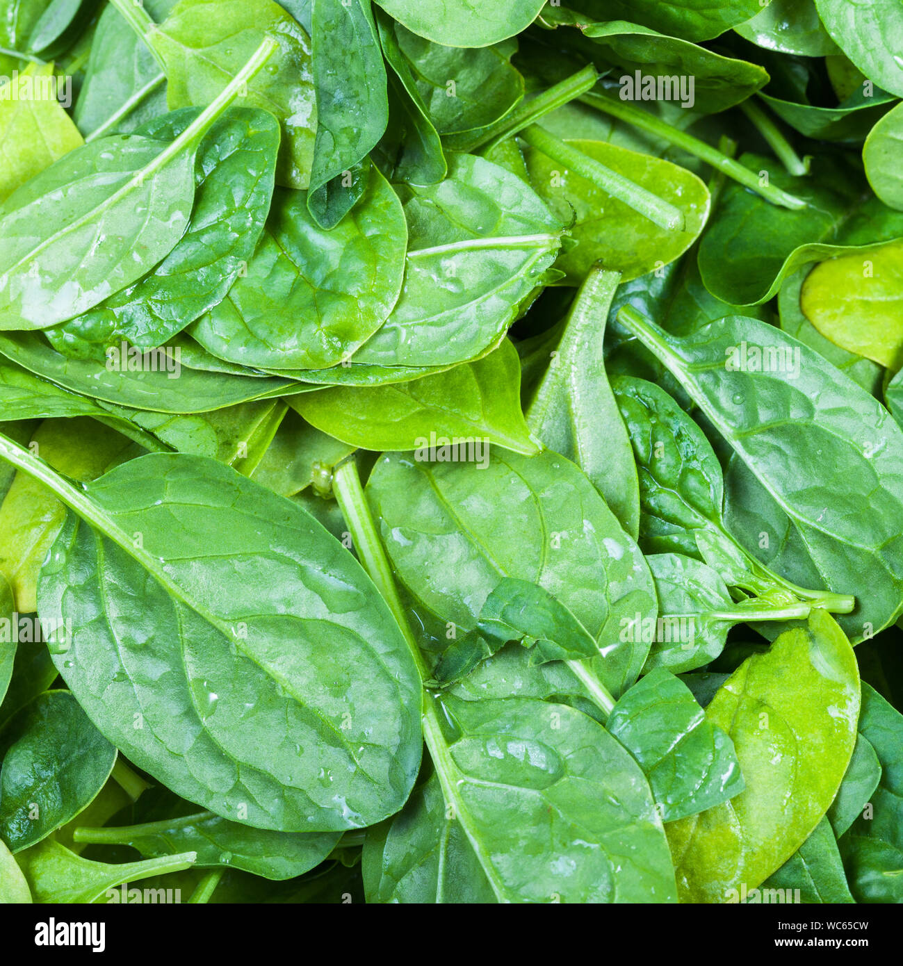 natural food square background - many green leaves of spinach herb ...