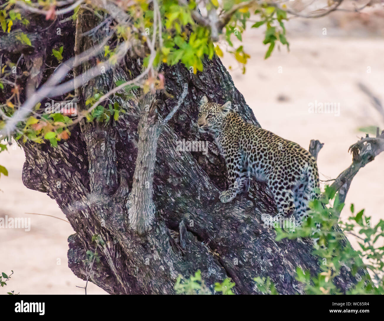 Leopard cub climbing tree Stock Photo - Alamy