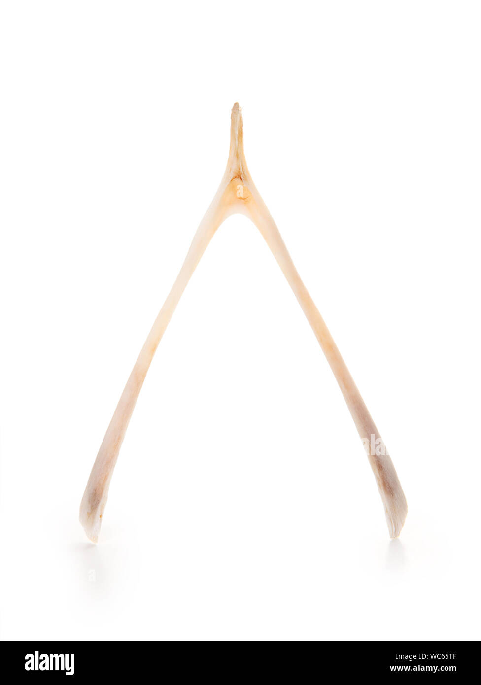 Wishbone people hi-res stock photography and images - Alamy
