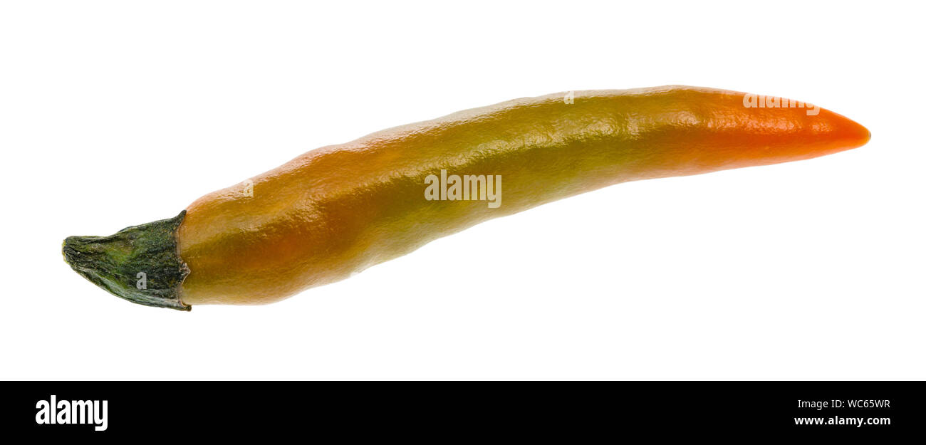 single little fresh green and orange ripe chili pepper isolated on ...