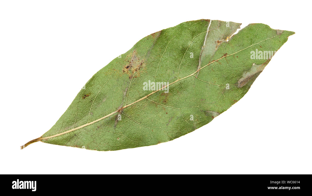 single dried bay leaf isolated on white background Stock Photo - Alamy