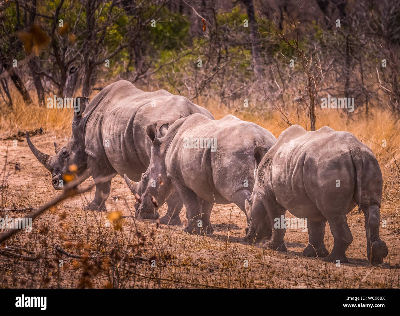 Trio of white rhino walking in line away from photographer Stock Photo ...