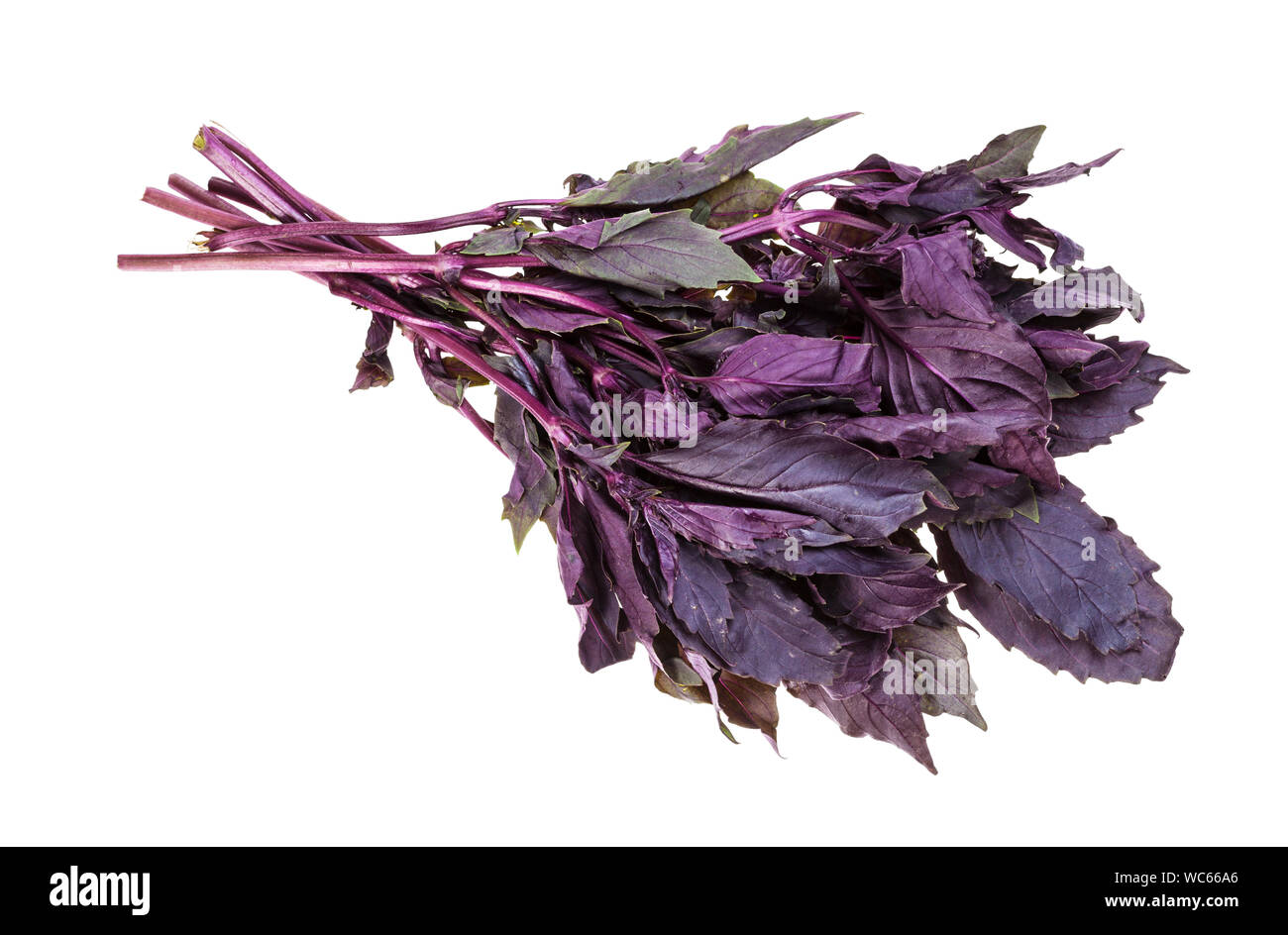 bunch of fresh dark purple basil herb isolated on white background ...