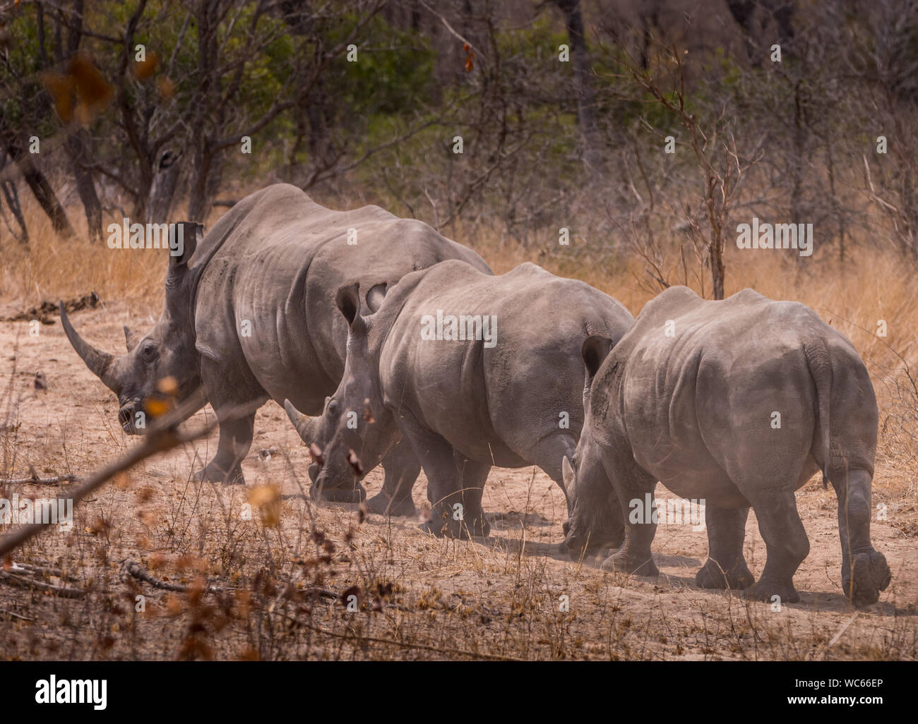 Trio of white rhino walking in line away from photographer Stock Photo ...