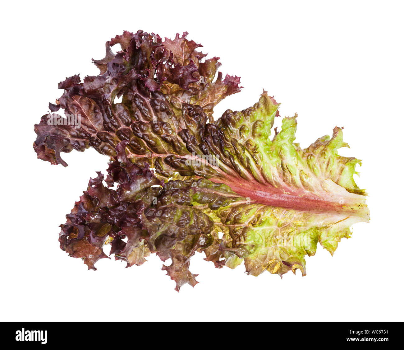 leaf of fresh Lollo rosso leaf lettuce isolated on white background ...