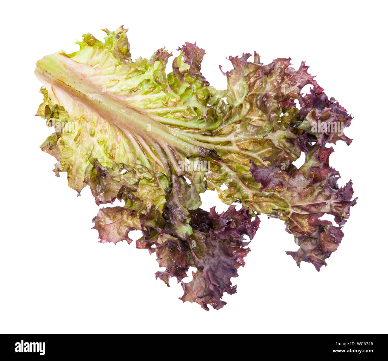single leaf of fresh Lollo rosso leaf lettuce isolated on white ...