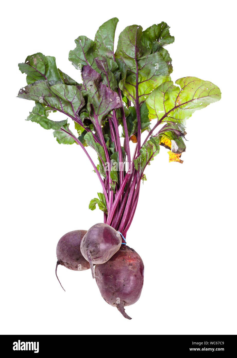 bundle of fresh organic garden beet roots with greens isolated on white ...