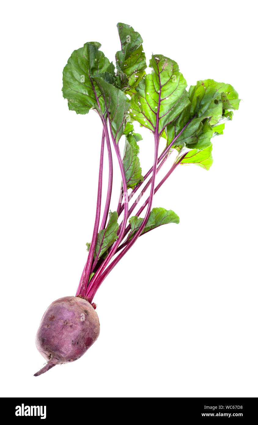 fresh organic garden beet root with greens isolated on white background ...