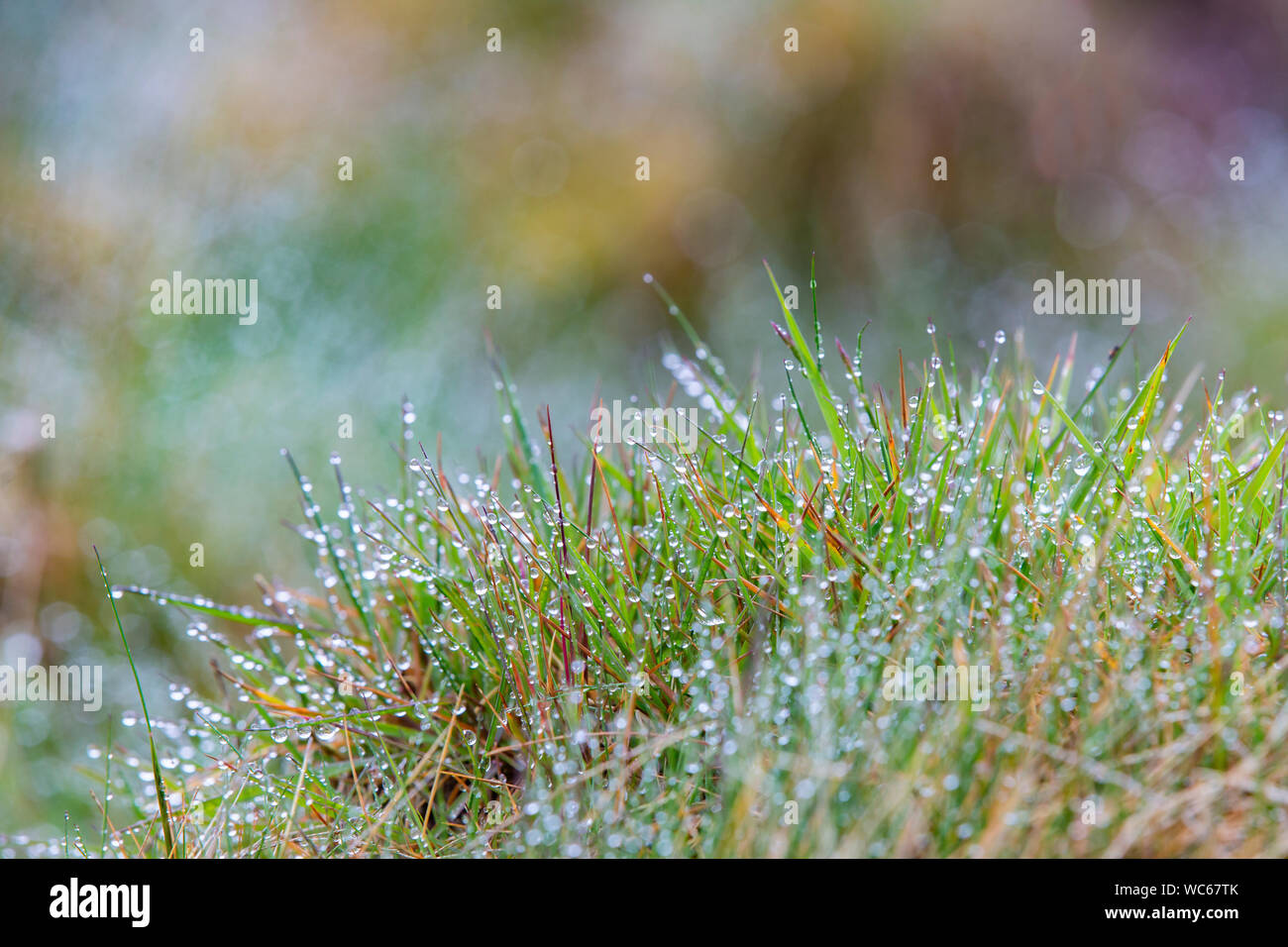 Dew formed on grass tuft Stock Photo - Alamy