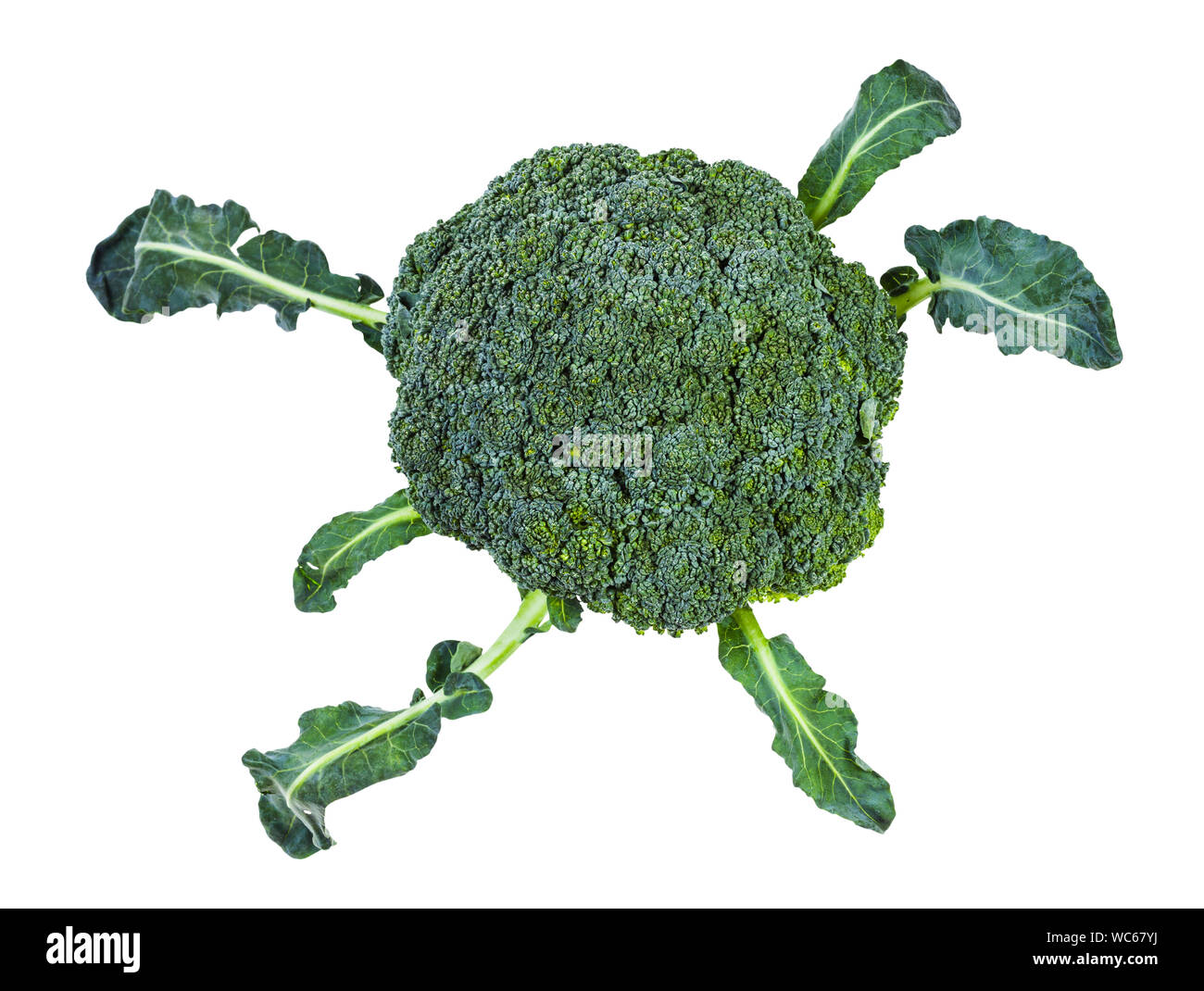 top view of fresh green Broccoli with leaves isolated on white ...