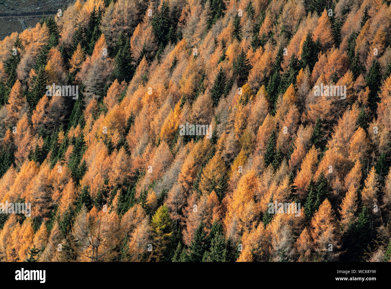 Contrast of colors in the woods of Valtellina on an autumn day Stock ...