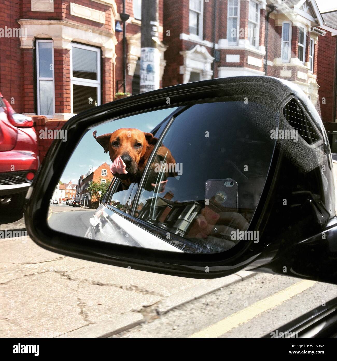 Dog Reflection Through Window High Resolution Stock Photography and ...