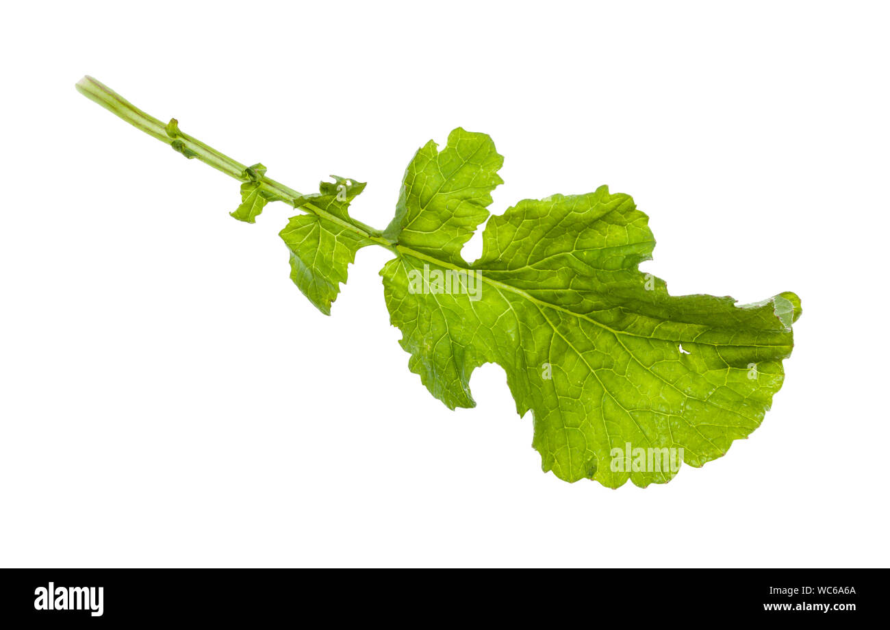 green leaf of radish plant (raphanus sativus var radicula) isolated on ...