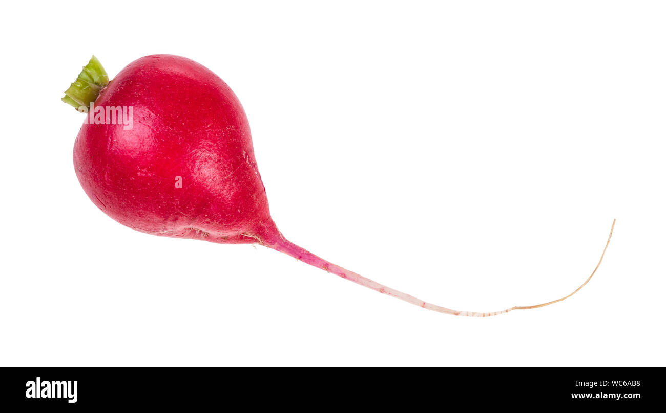 single root of organic red radish isolated on white background Stock ...