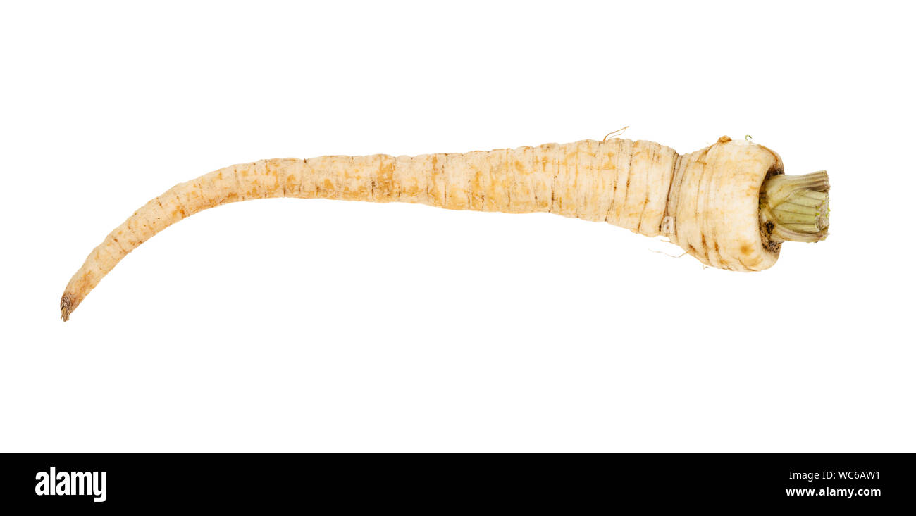 single fresh root of garden parsley isolated on white background Stock ...