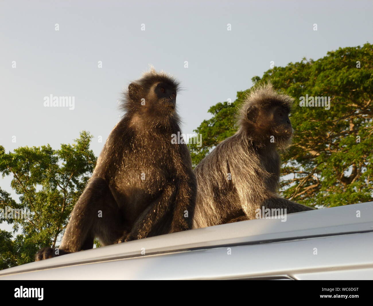 Monkey car hi-res stock photography and images - Alamy