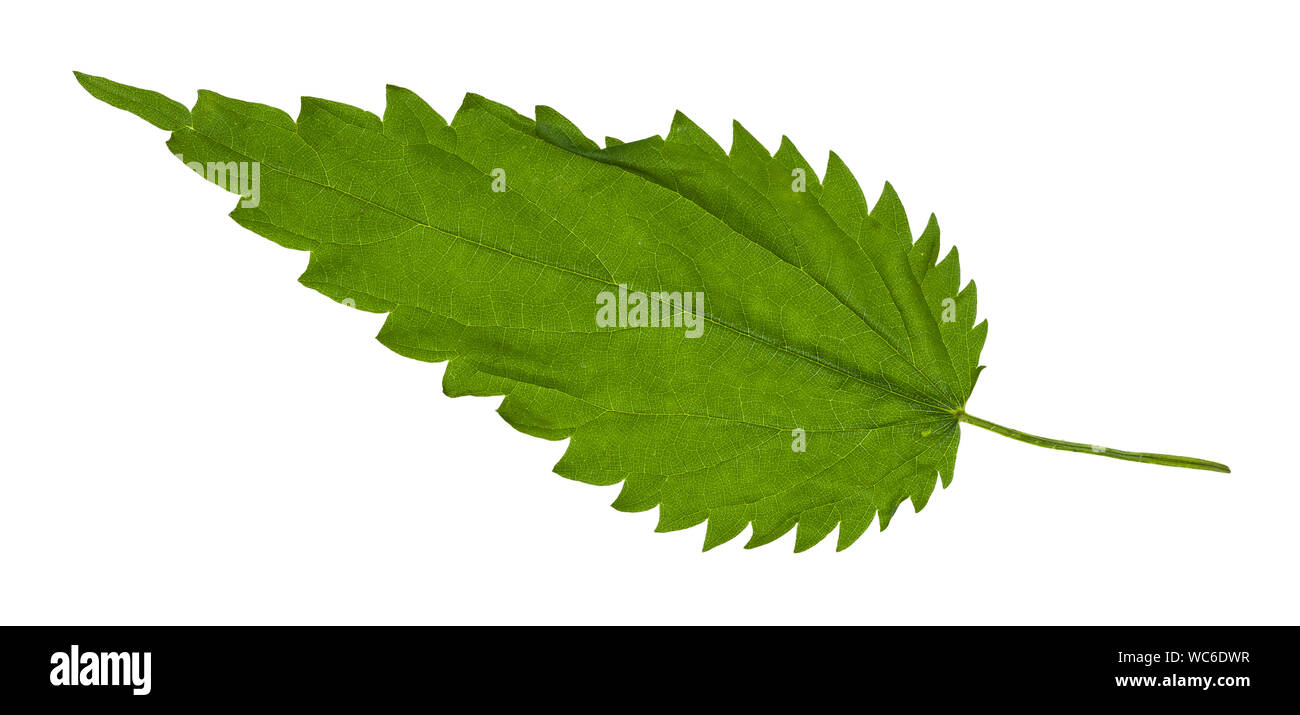 green leaf of Stinging nettle grass isolated on white background Stock ...
