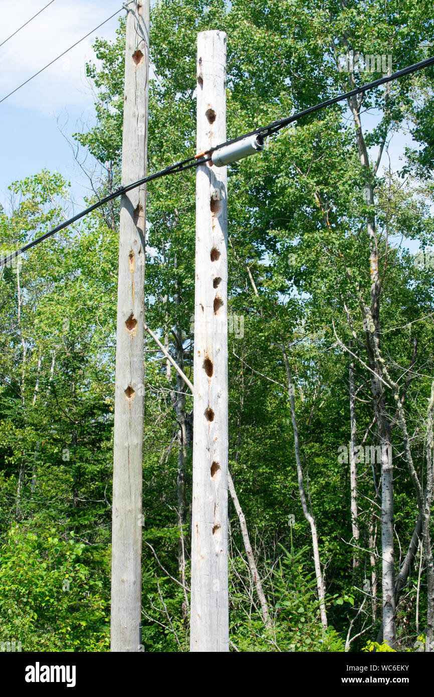 Damaged wood utility pole hi-res stock photography and images - Alamy
