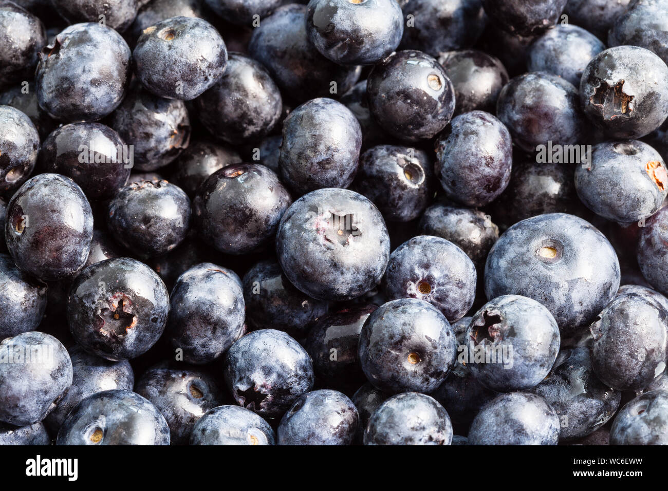 natural food background - many fresh harvested blueberries close-up ...