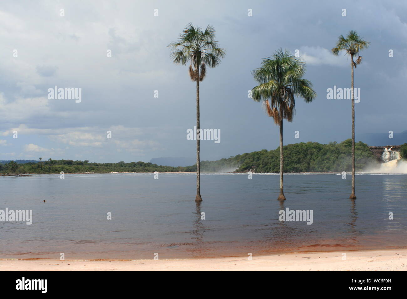 Palm tree venezuela hi-res stock photography and images - Alamy