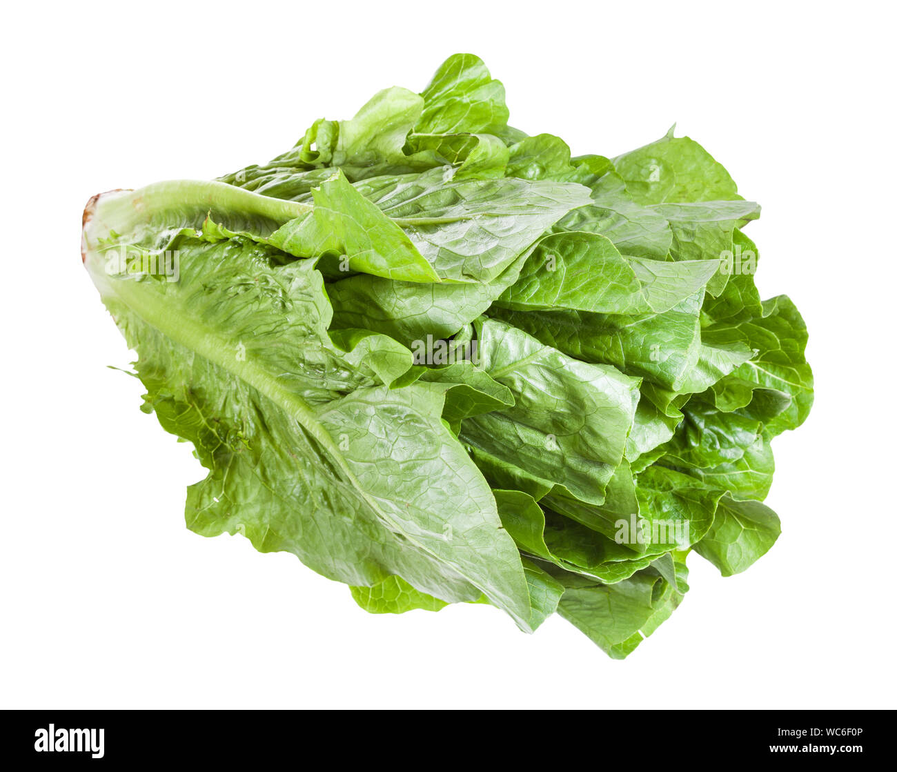 green Romaine lettuce isolated on white background Stock Photo - Alamy