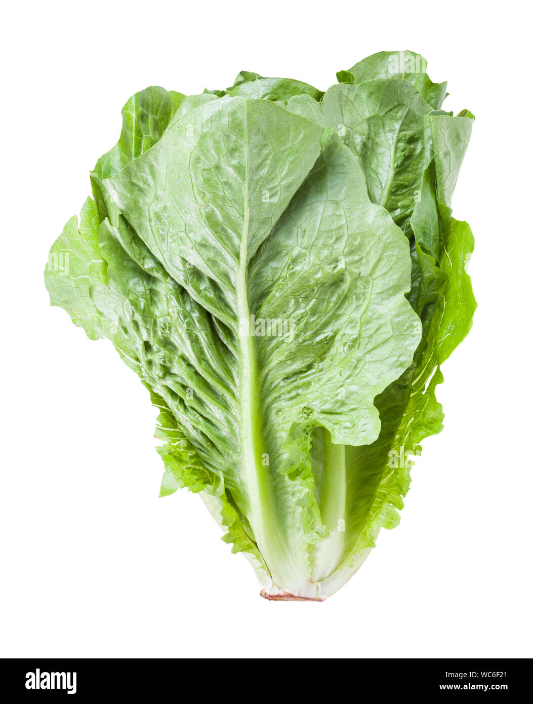 fresh Romaine lettuce isolated on white background Stock Photo - Alamy