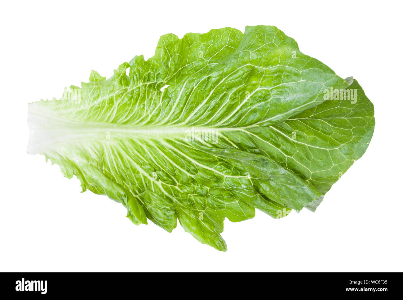 green leaf of Romaine lettuce isolated on white background Stock Photo - Alamy