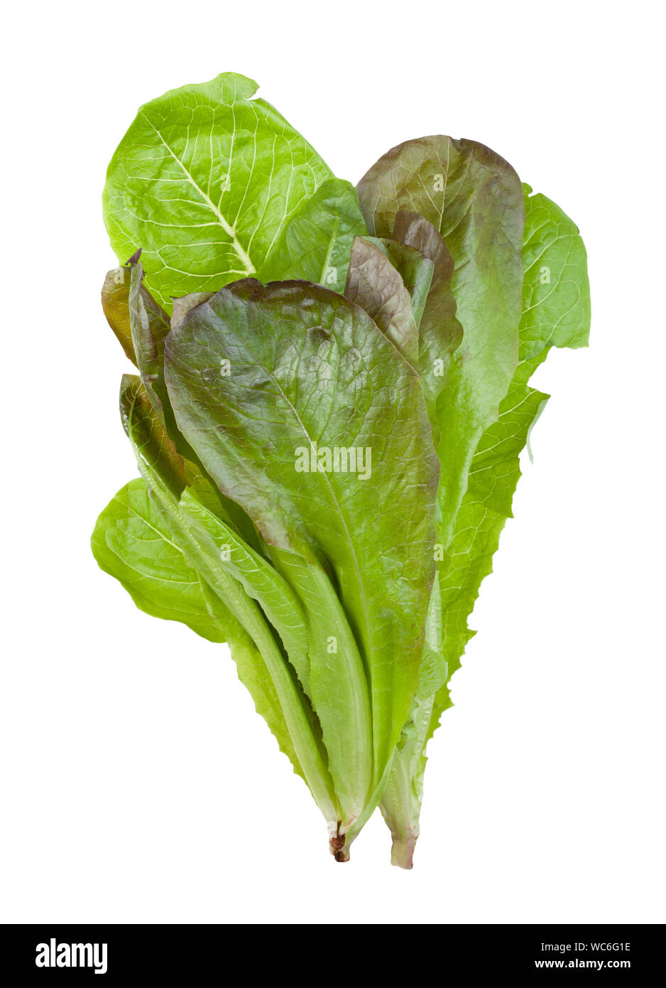 bunch of fresh green Romaine lettuce isolated on white background Stock Photo - Alamy